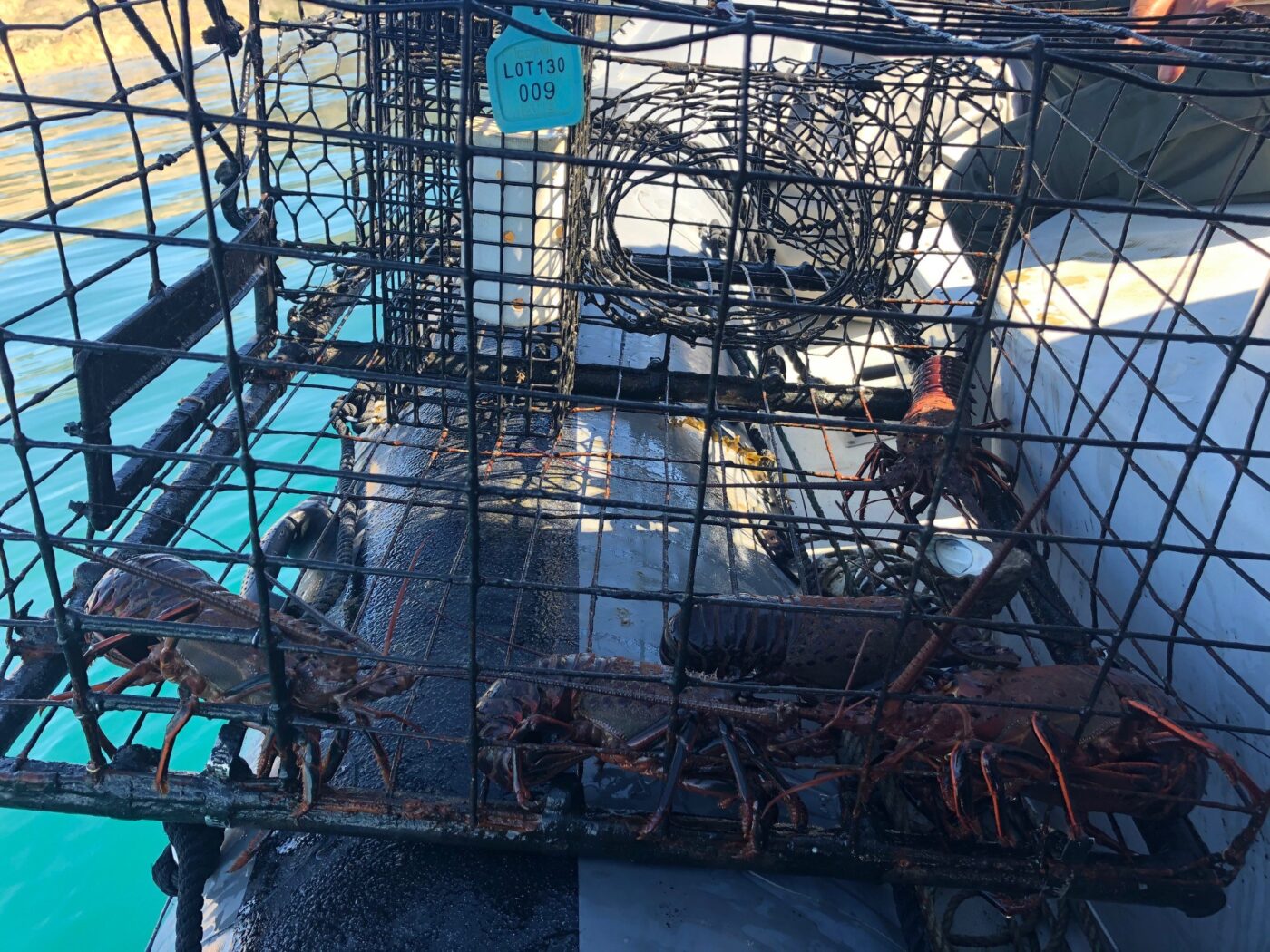 Commercial Lobster Suspect Convicted ff Poaching in Marine Protected ...