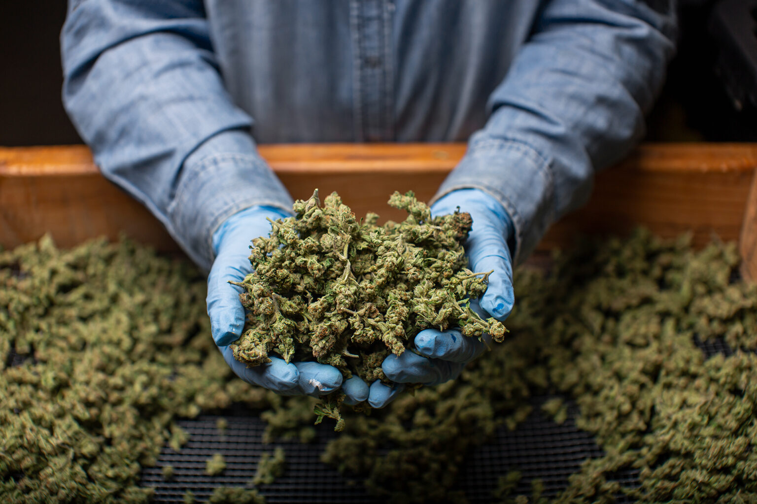 California’s Unified Cannabis Enforcement Taskforce Seizes $53M Worth ...